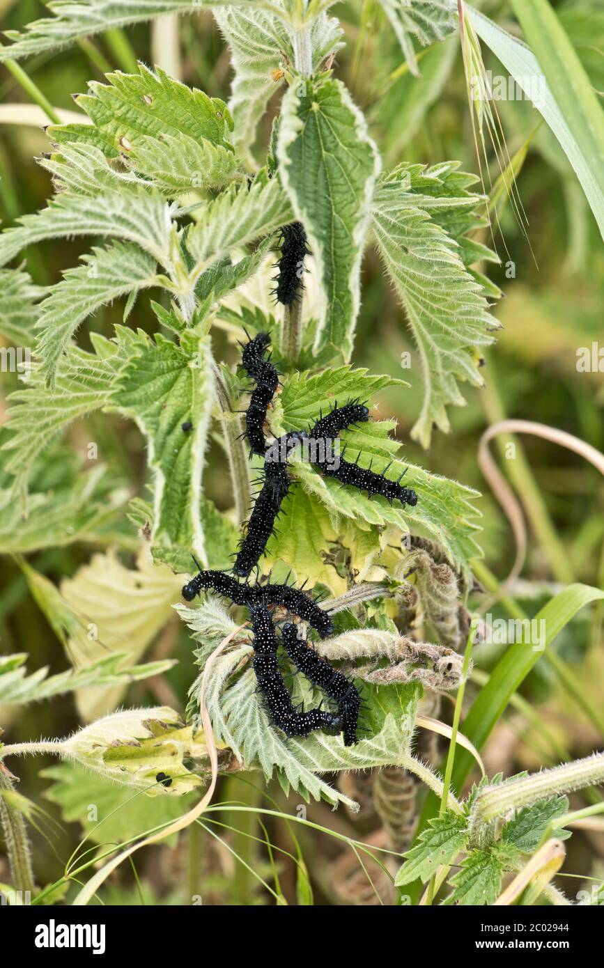 Peacock butterfly (Aglais io) caterpillars feeding on stinging nettle ...