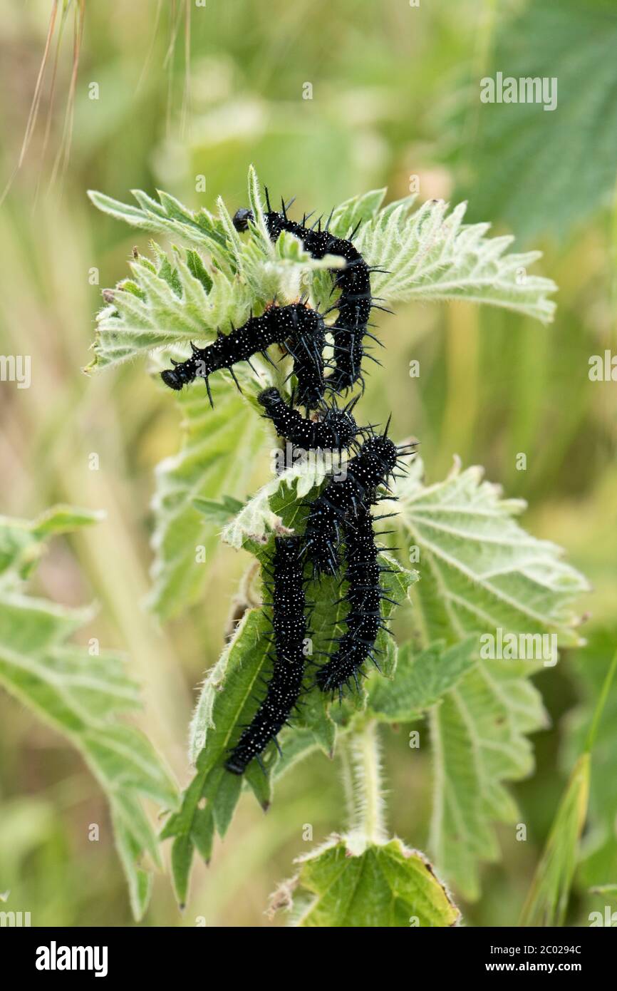 Peacock butterfly (Aglais io) caterpillars feeding on stinging nettle ...