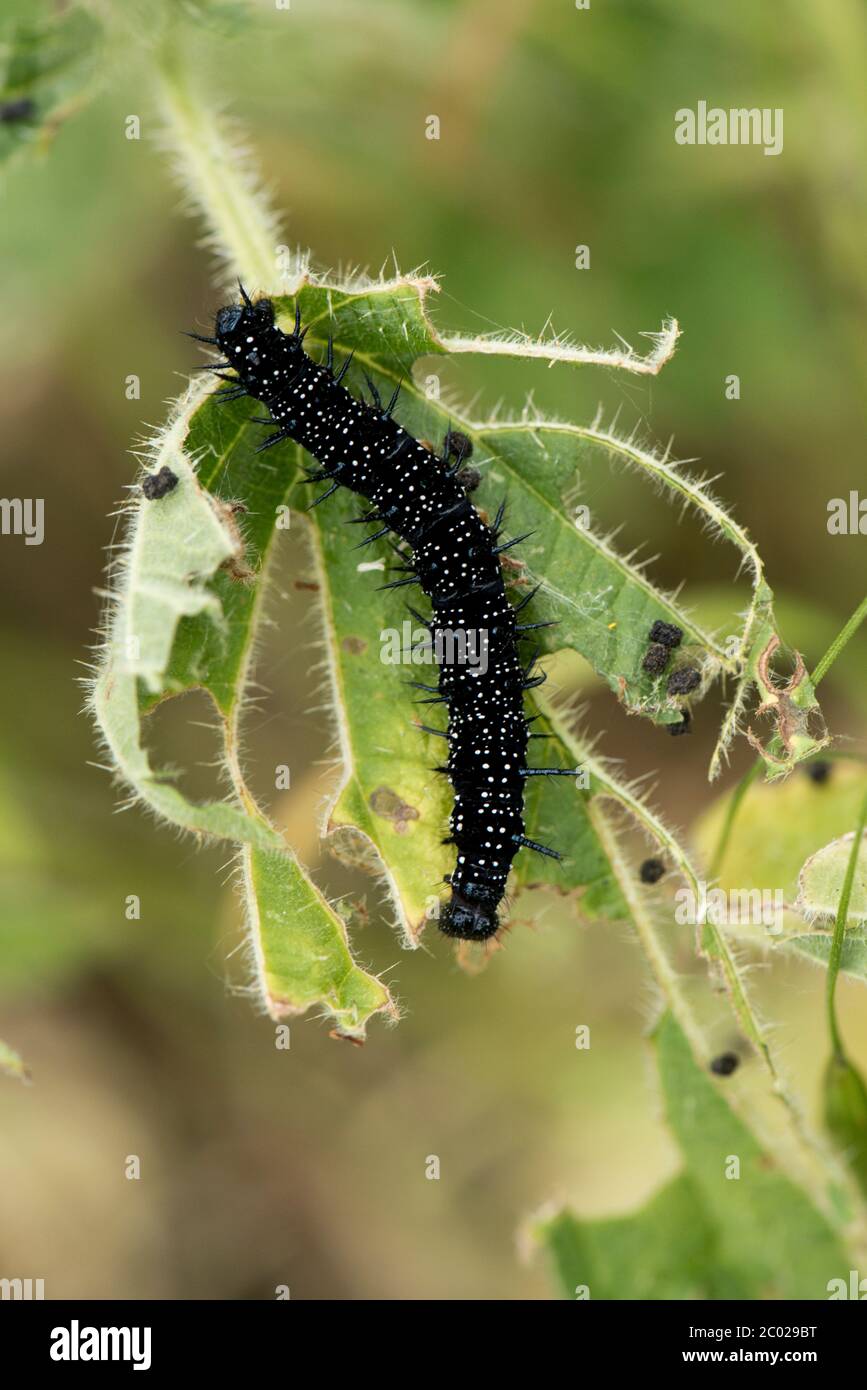 Peacock butterfly (Aglais io) caterpillars feeding on stinging nettle ...
