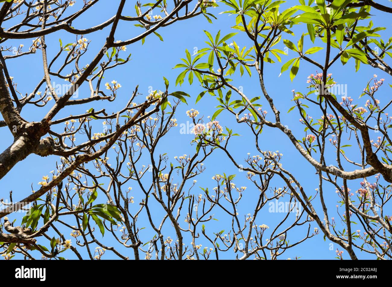 Frangipani ( Plumeria ) trees are blossom Stock Photo - Alamy