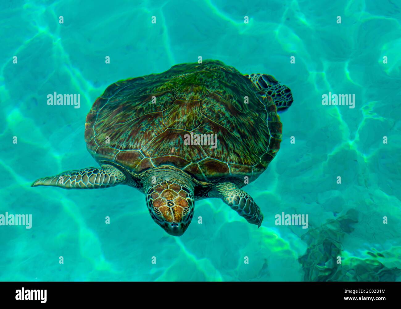 Swimming with the turtles, Redang Island, Malaysia Stock Photo - Alamy