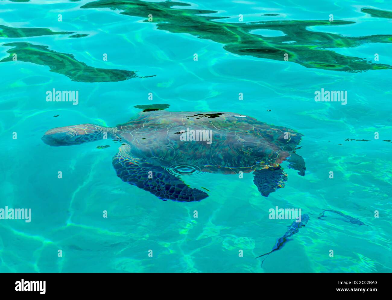 Swimming with the turtles, Redang Island, Malaysia Stock Photo - Alamy