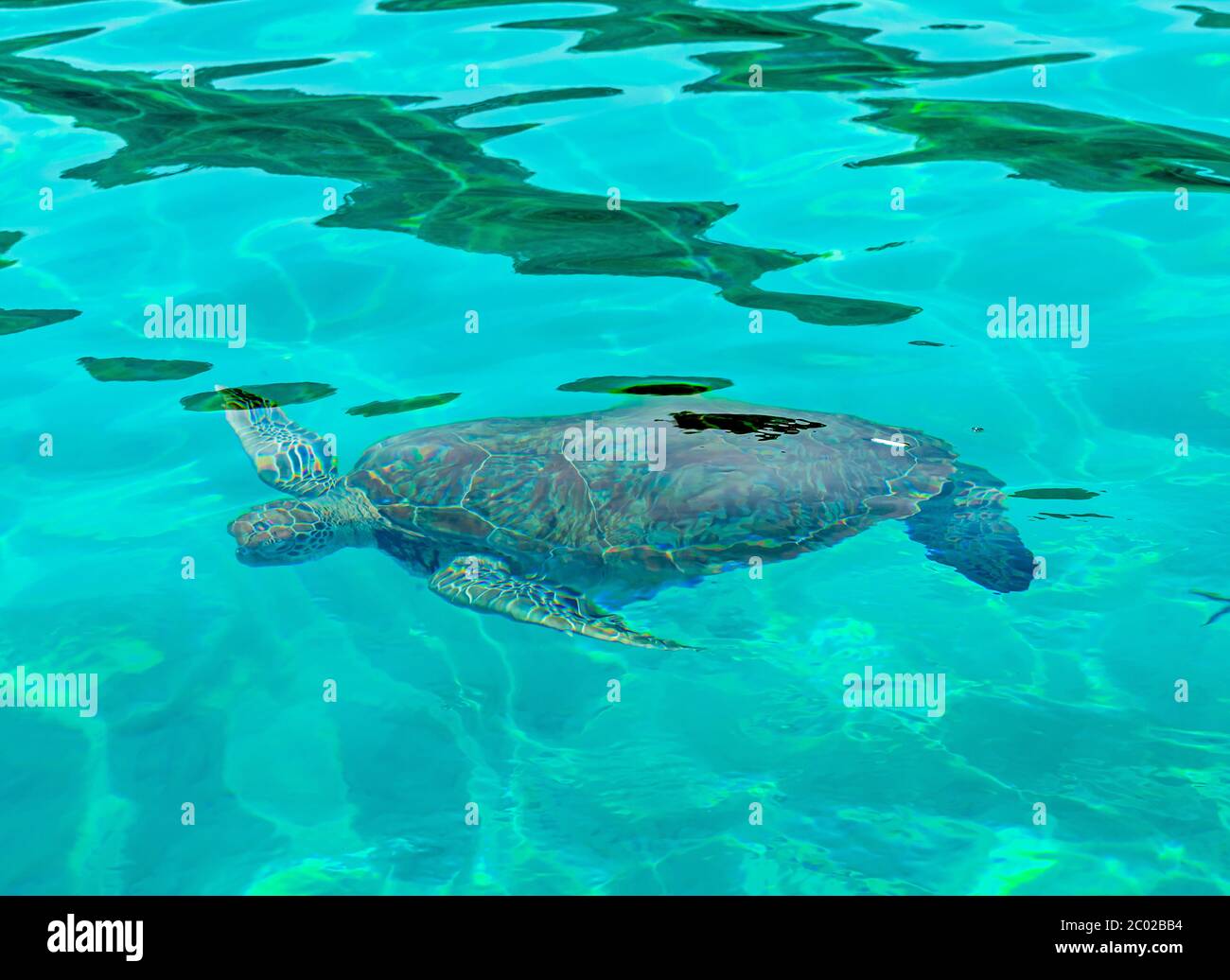 Swimming with the turtles, Redang Island, Malaysia Stock Photo - Alamy