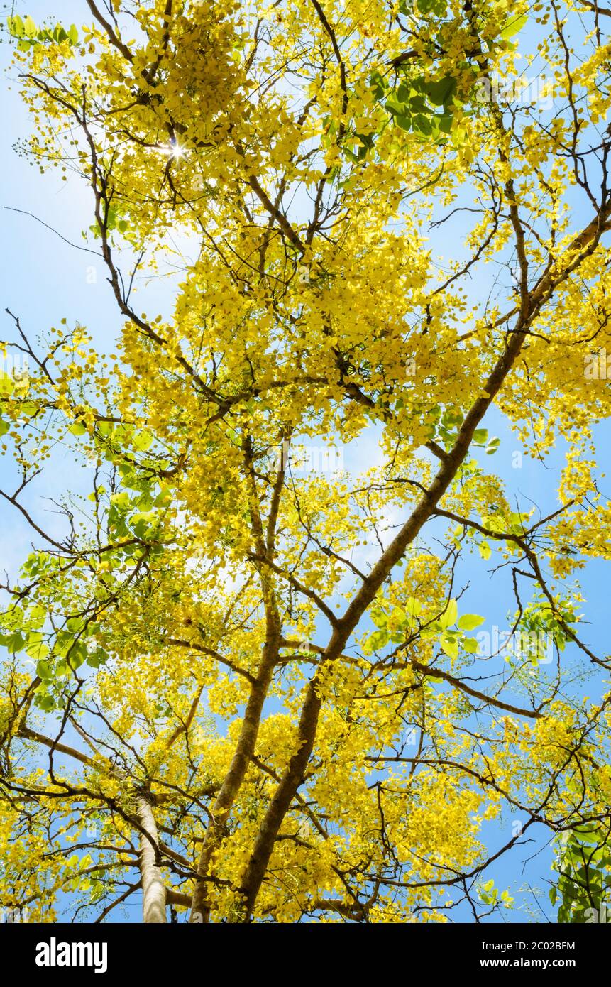 Yellow flowers on tree of Purging Cassia or Ratchaphruek Stock Photo ...