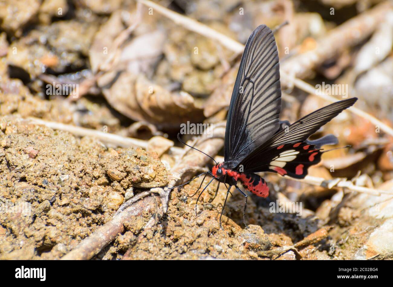 Rose Swallowtail butterfly with red and black eating salt licks Stock ...