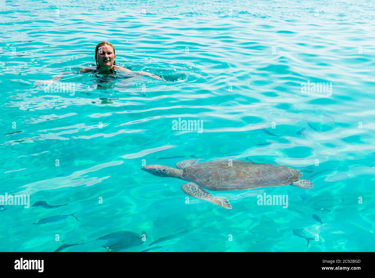 Redang Island, Malaysia; May-2019; Swimming with the turtles, Redang ...