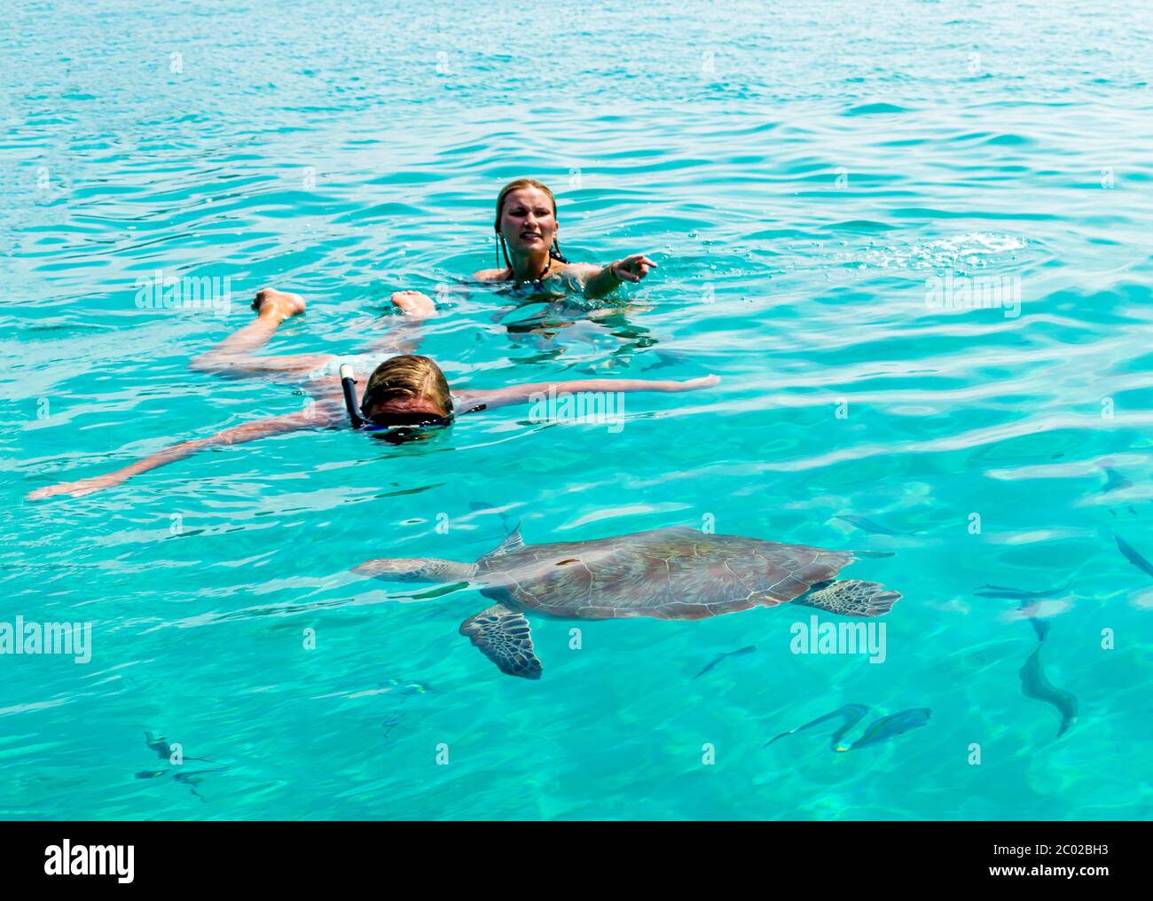 Redang Island, Malaysia; May-2019; Swimming with the turtles, Redang ...
