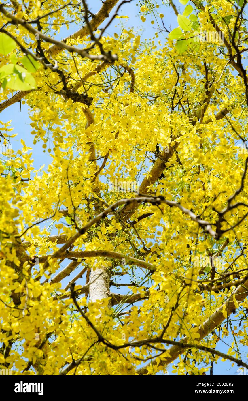 Yellow flowers on tree of Purging Cassia or Ratchaphruek Stock Photo ...