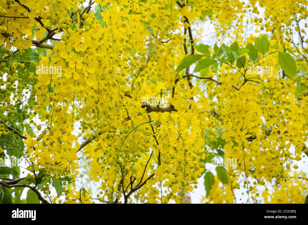 Yellow flowers on tree of Purging Cassia or Ratchaphruek Stock Photo ...