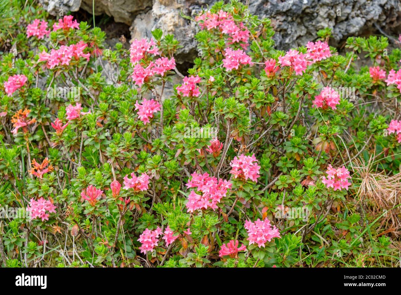 Beautiful Alpine rose flowers Stock Photo - Alamy