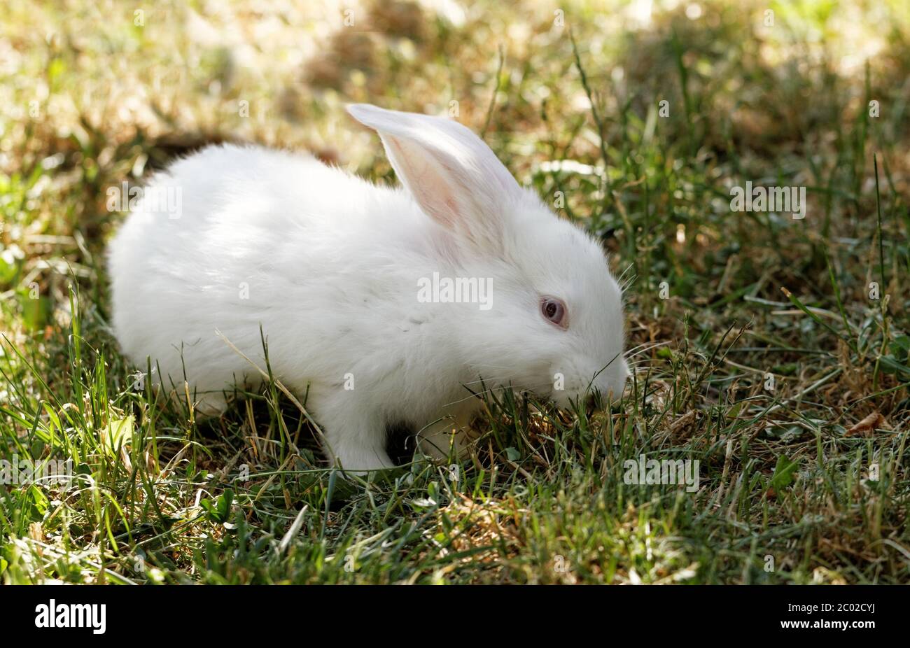 White bunny hi-res stock photography and images - Alamy