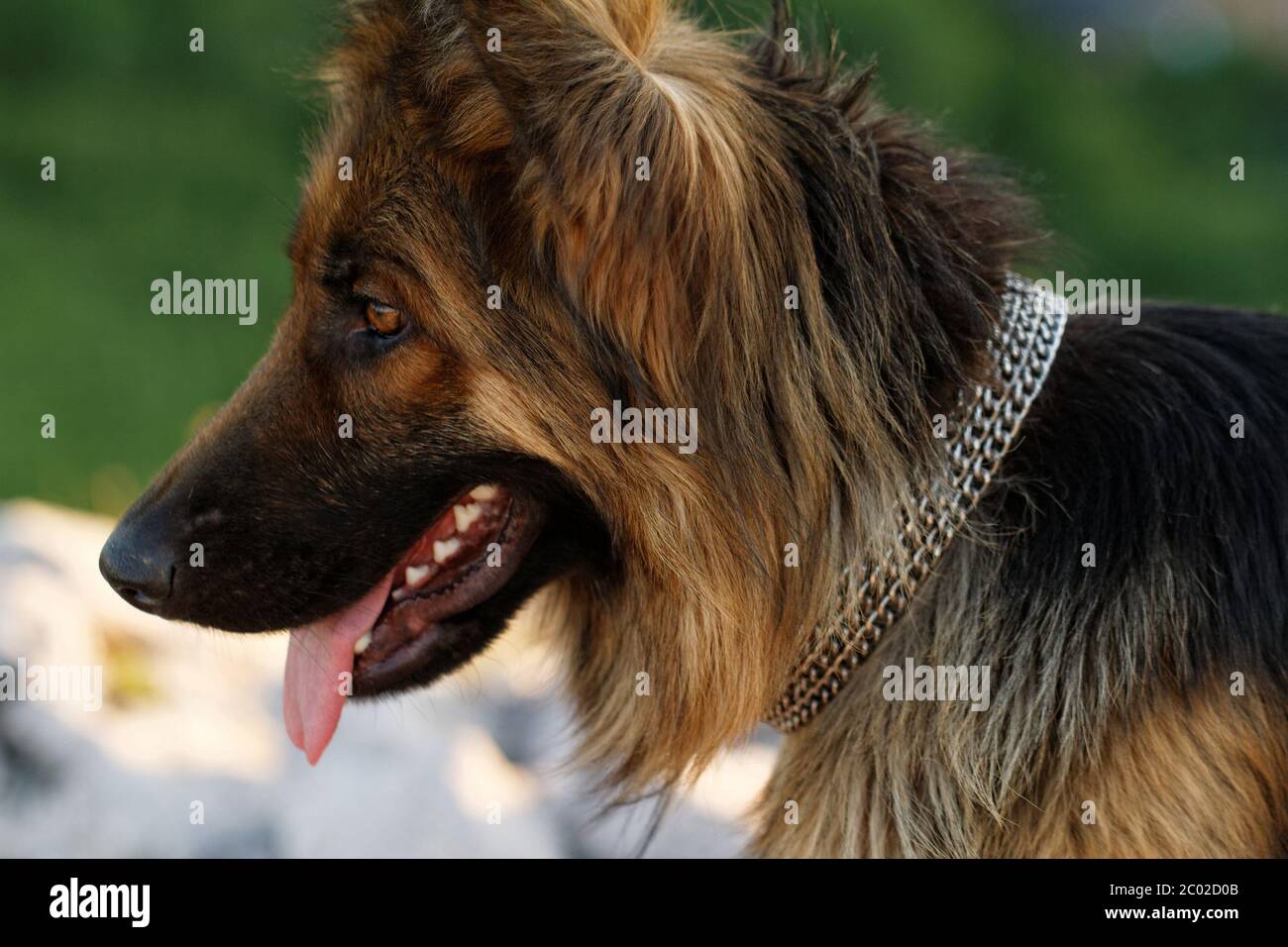 Photo of a friendly German shepherd dog Stock Photo - Alamy