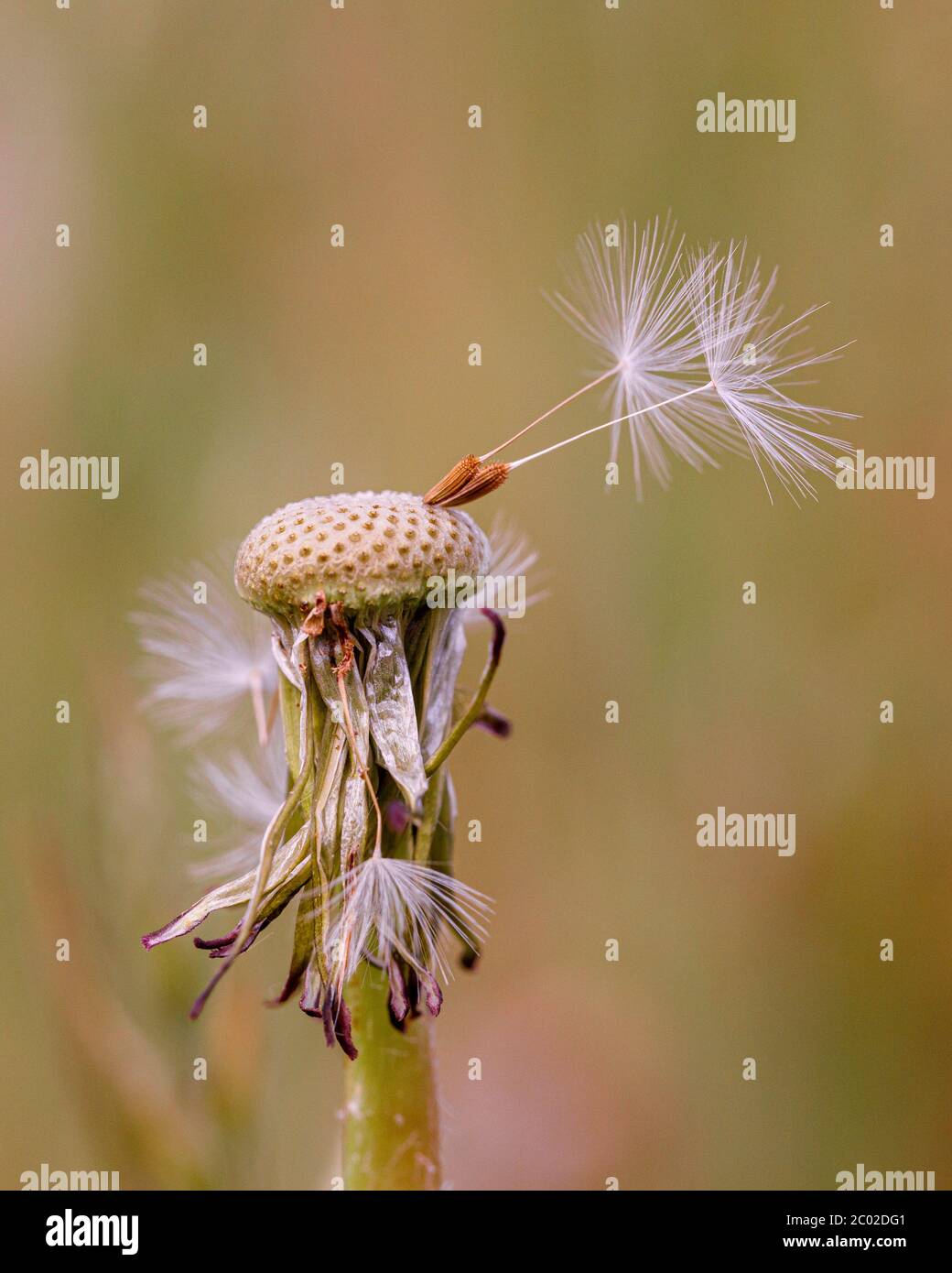 Weed dandelion hi-res stock photography and images - Alamy