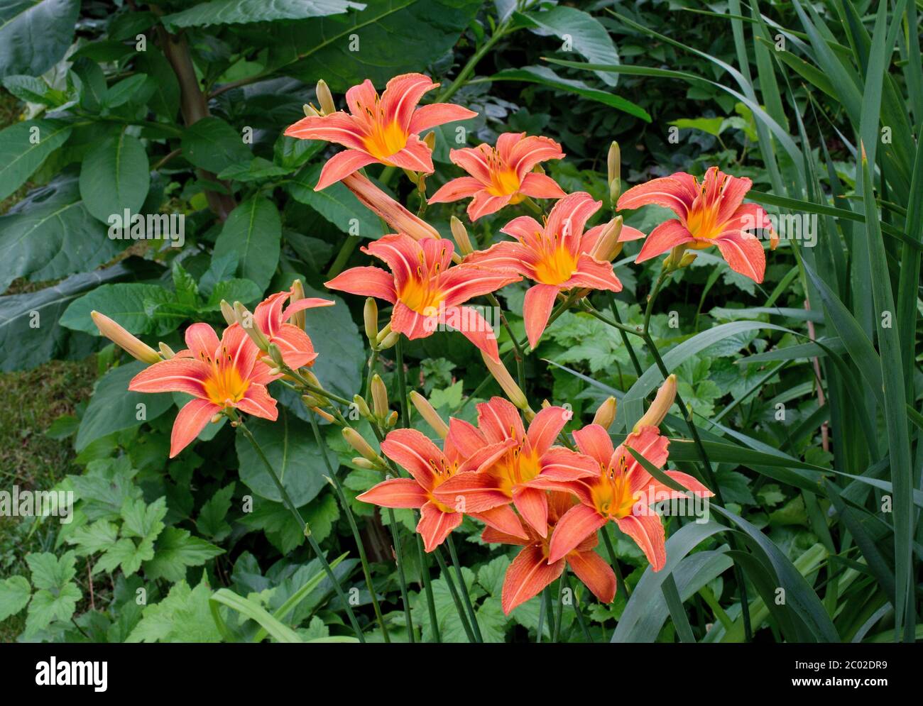 Flower of Hemerocallis fulva Stock Photo - Alamy