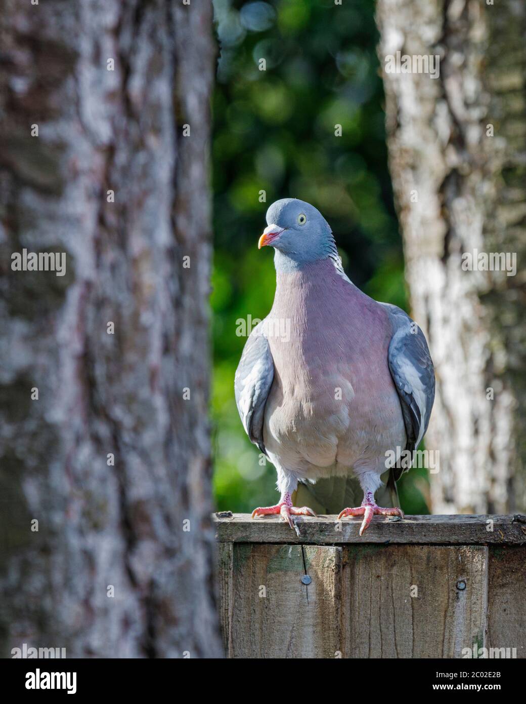 pigeon standing on fence between trees Stock Photo - Alamy