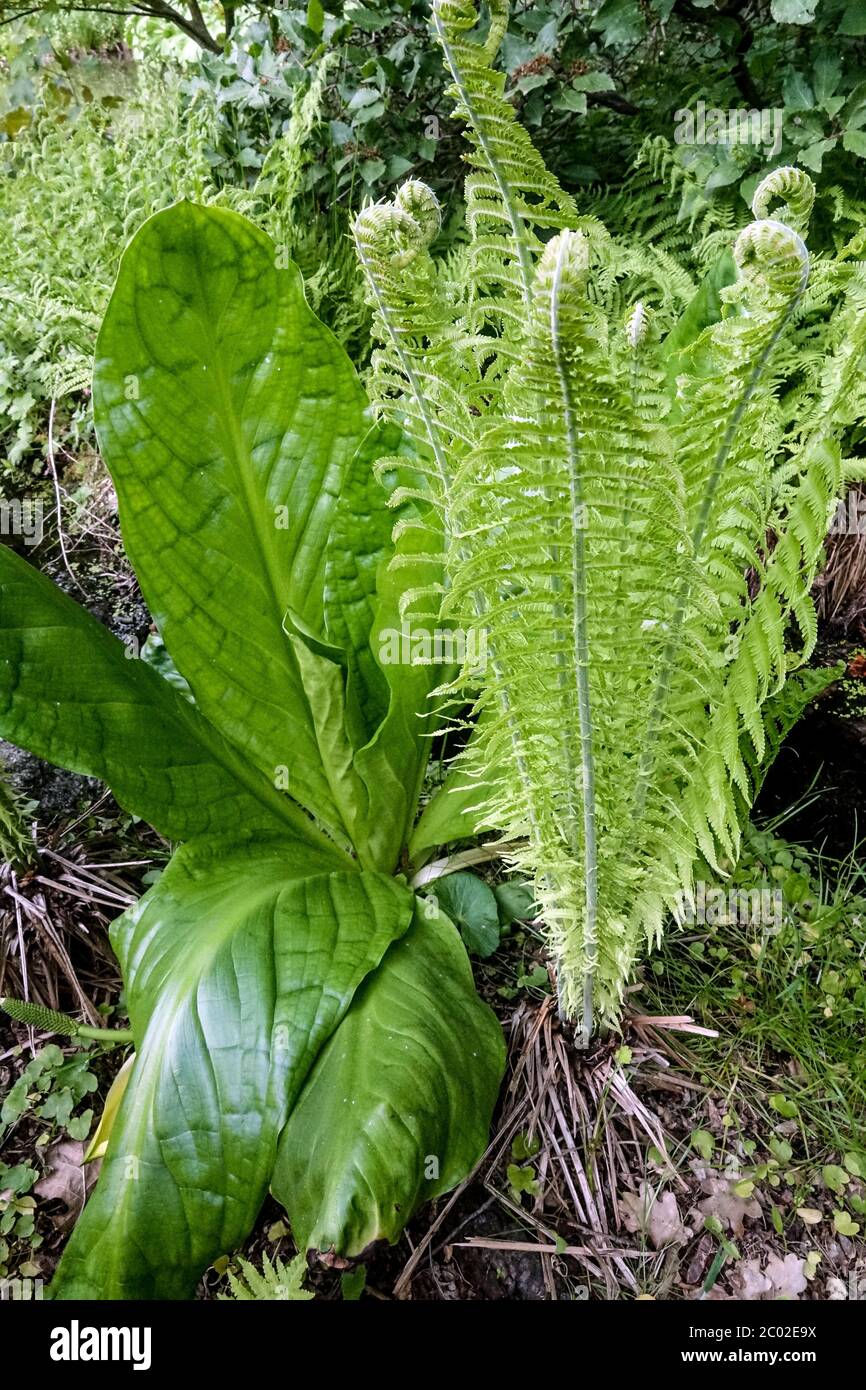 Skunk cabbage Matteuccia struthiopteris Shuttlecock fern Ostrich fern ...
