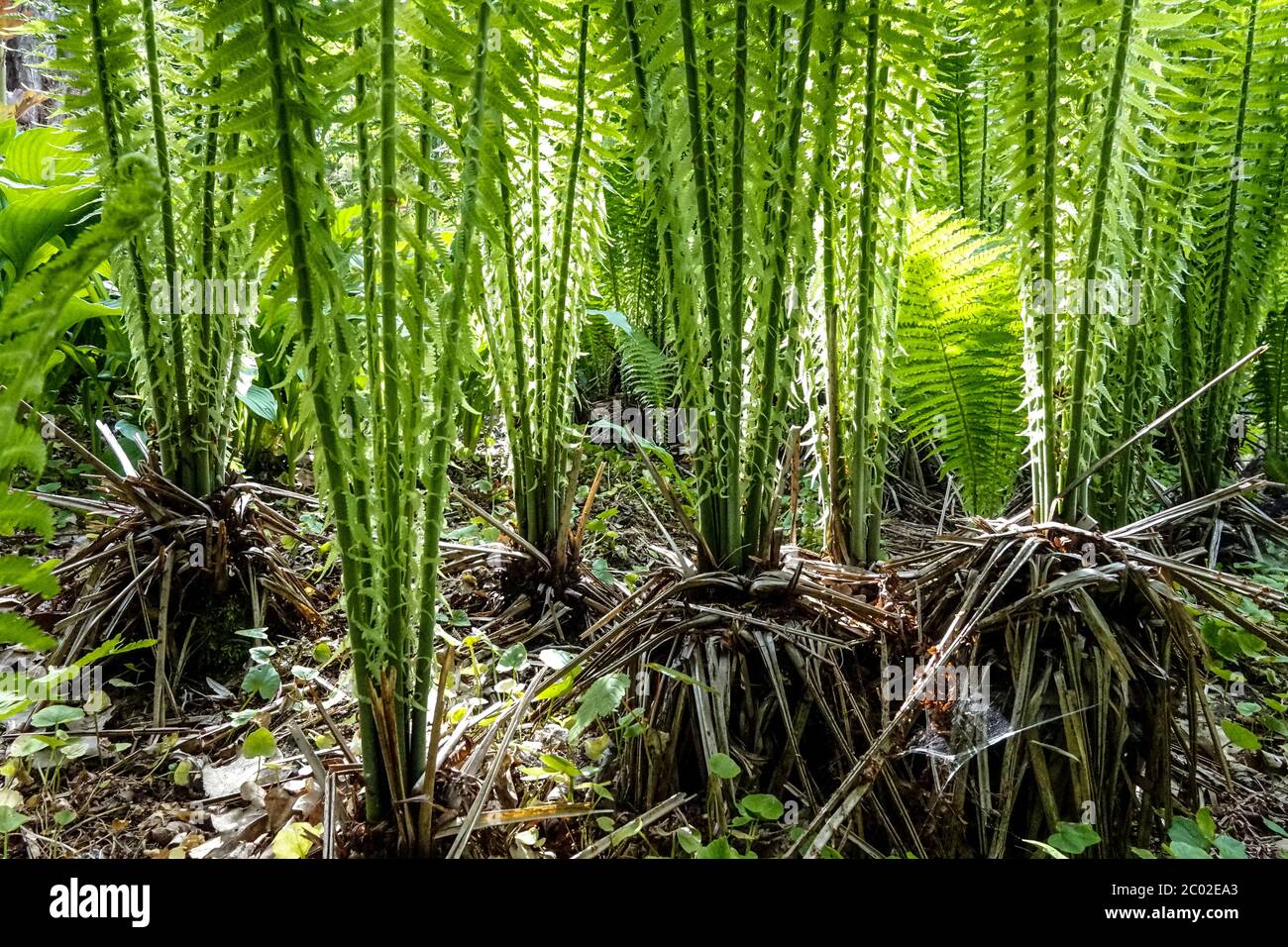 Shady undergrowth ferns in hi-res stock photography and images - Alamy