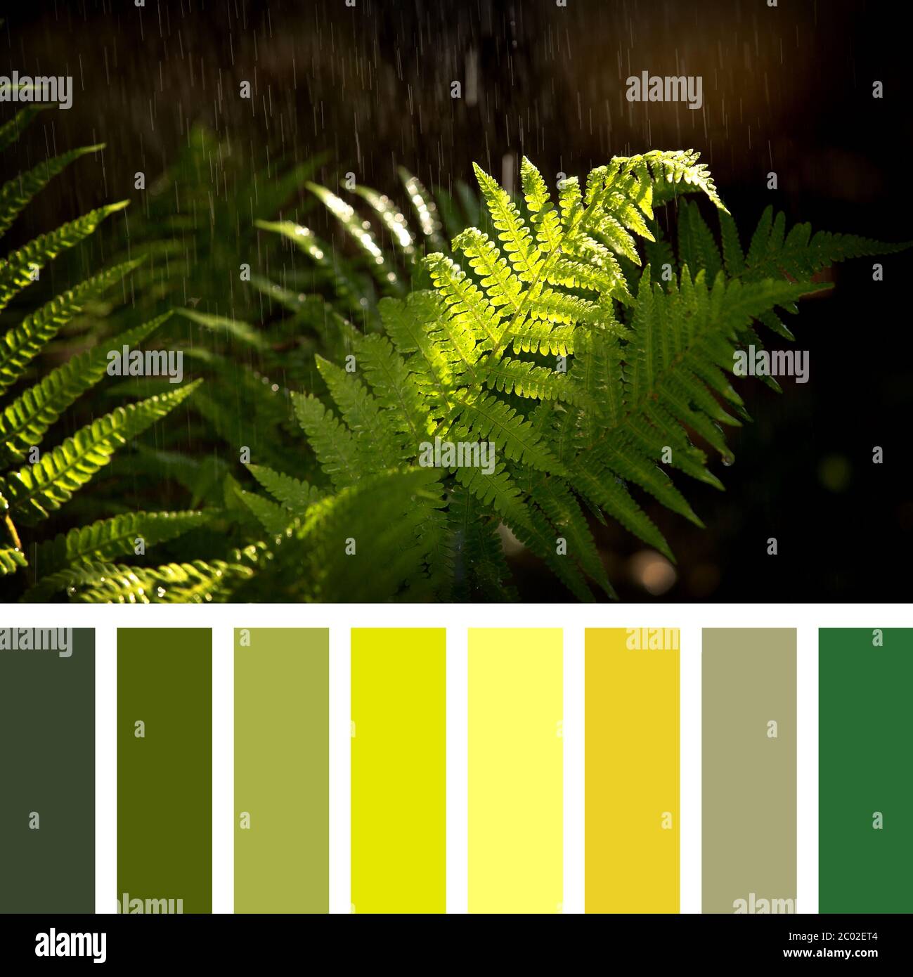 The fronds of a fern in sunlight with summer rain. In a colour palette ...