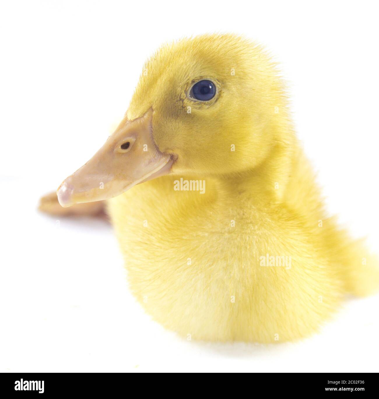 S funny Cut Out Stock Images & Pictures - Alamy