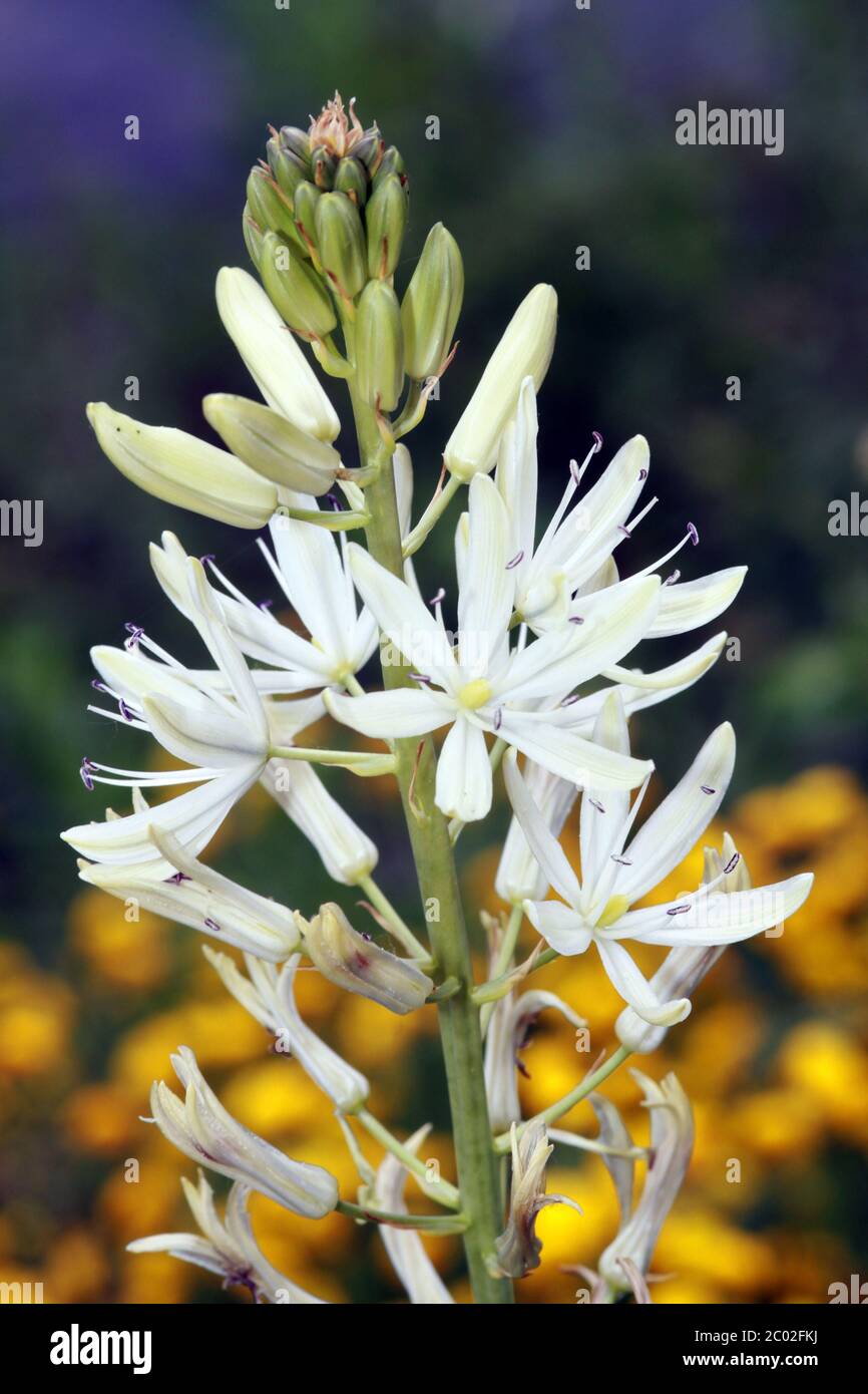 Light lined Prairie Lily (Camassia light lined Stock Photo - Alamy