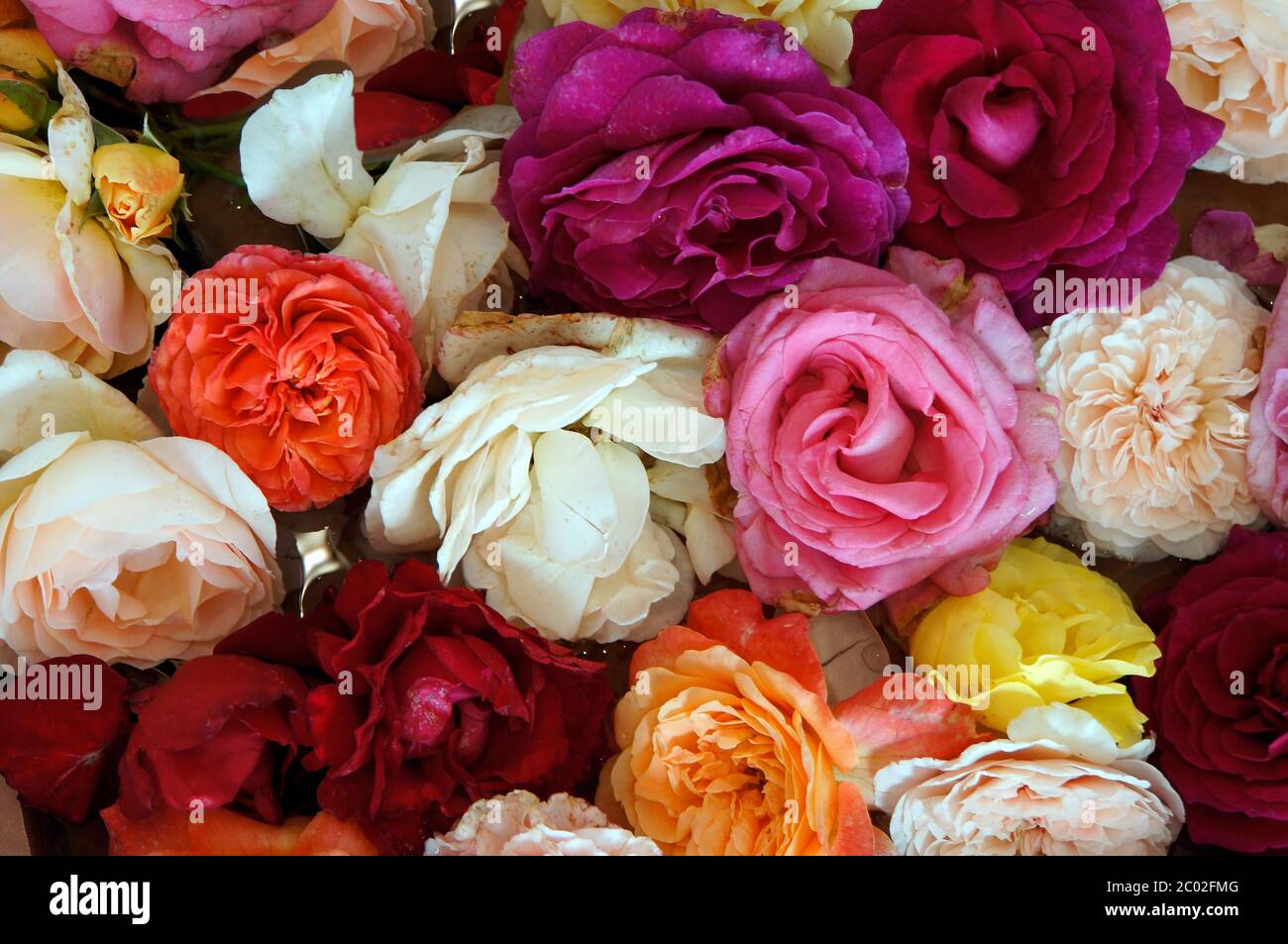 colorful rose petals Stock Photo - Alamy
