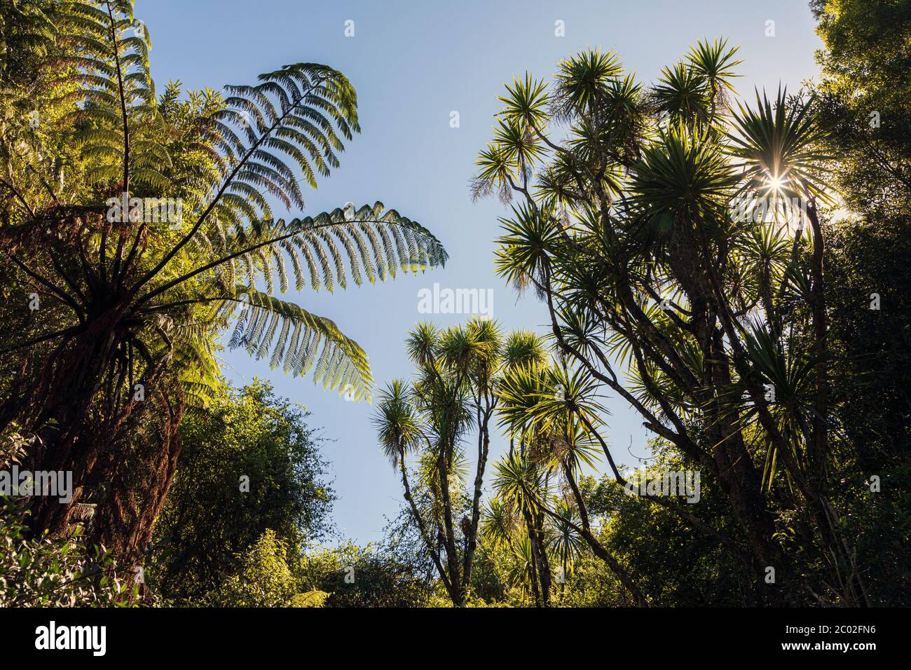 Totara tree hi-res stock photography and images - Alamy