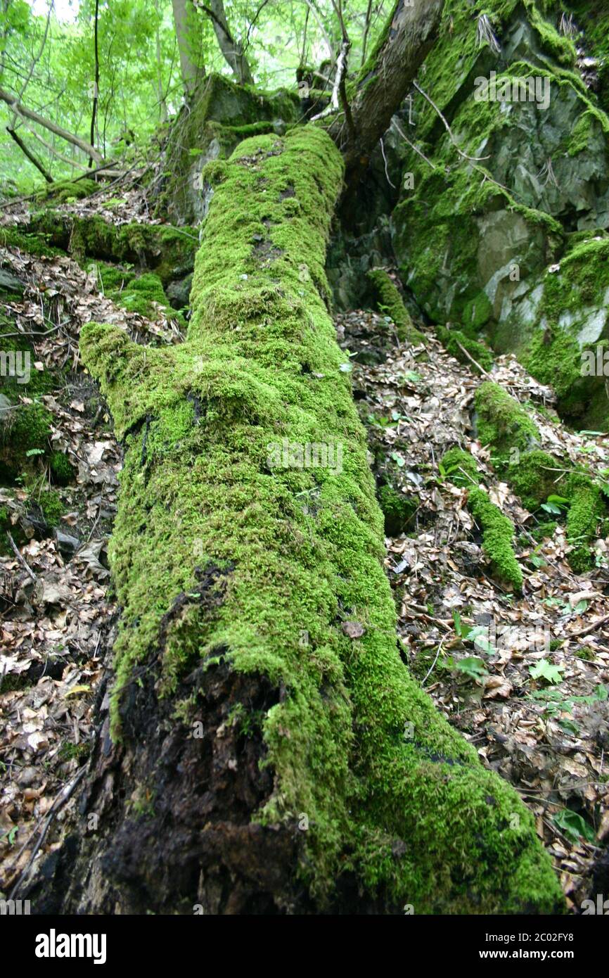 moss-covered tree trunk Stock Photo - Alamy