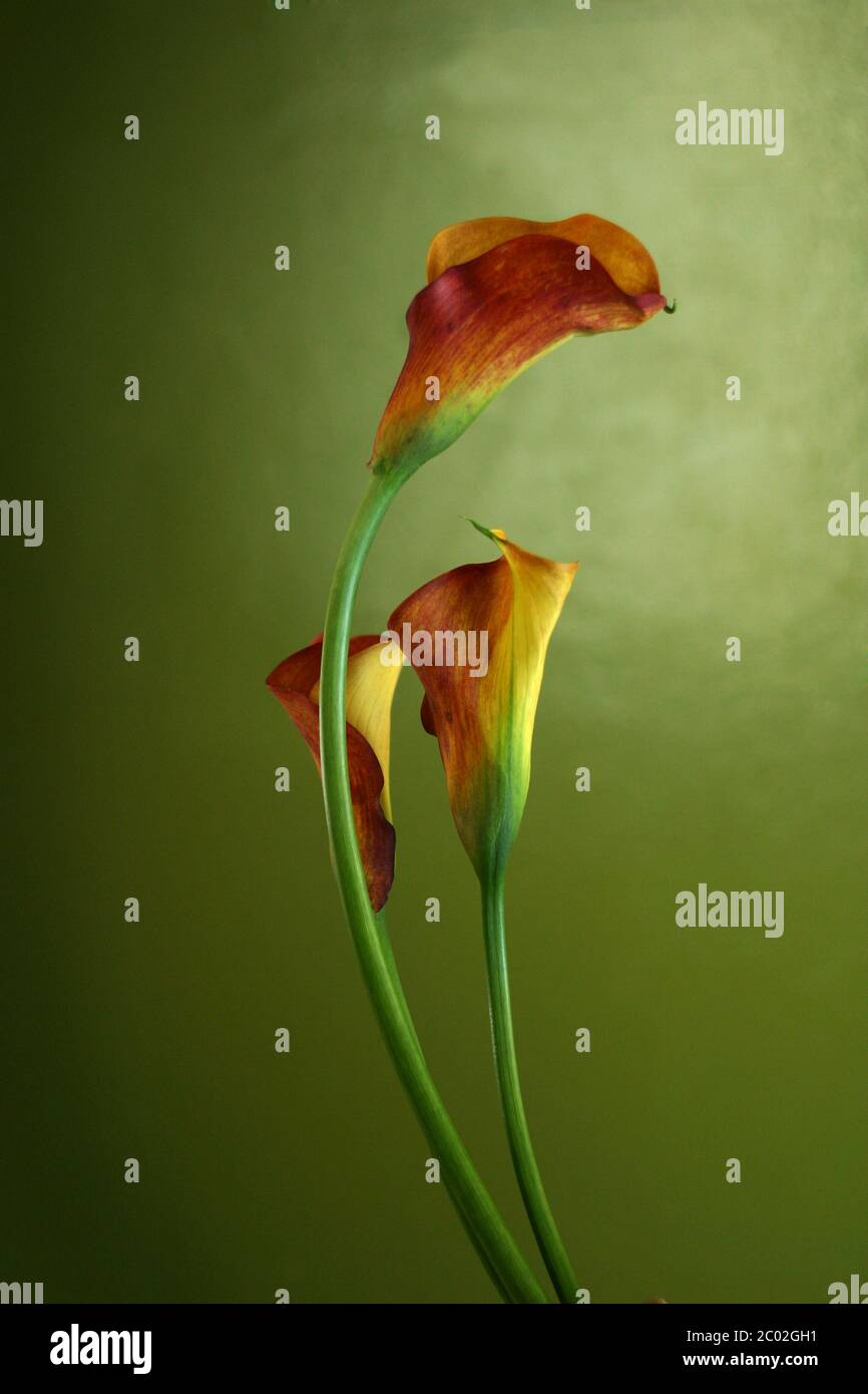 Yellow callas hi-res stock photography and images - Alamy