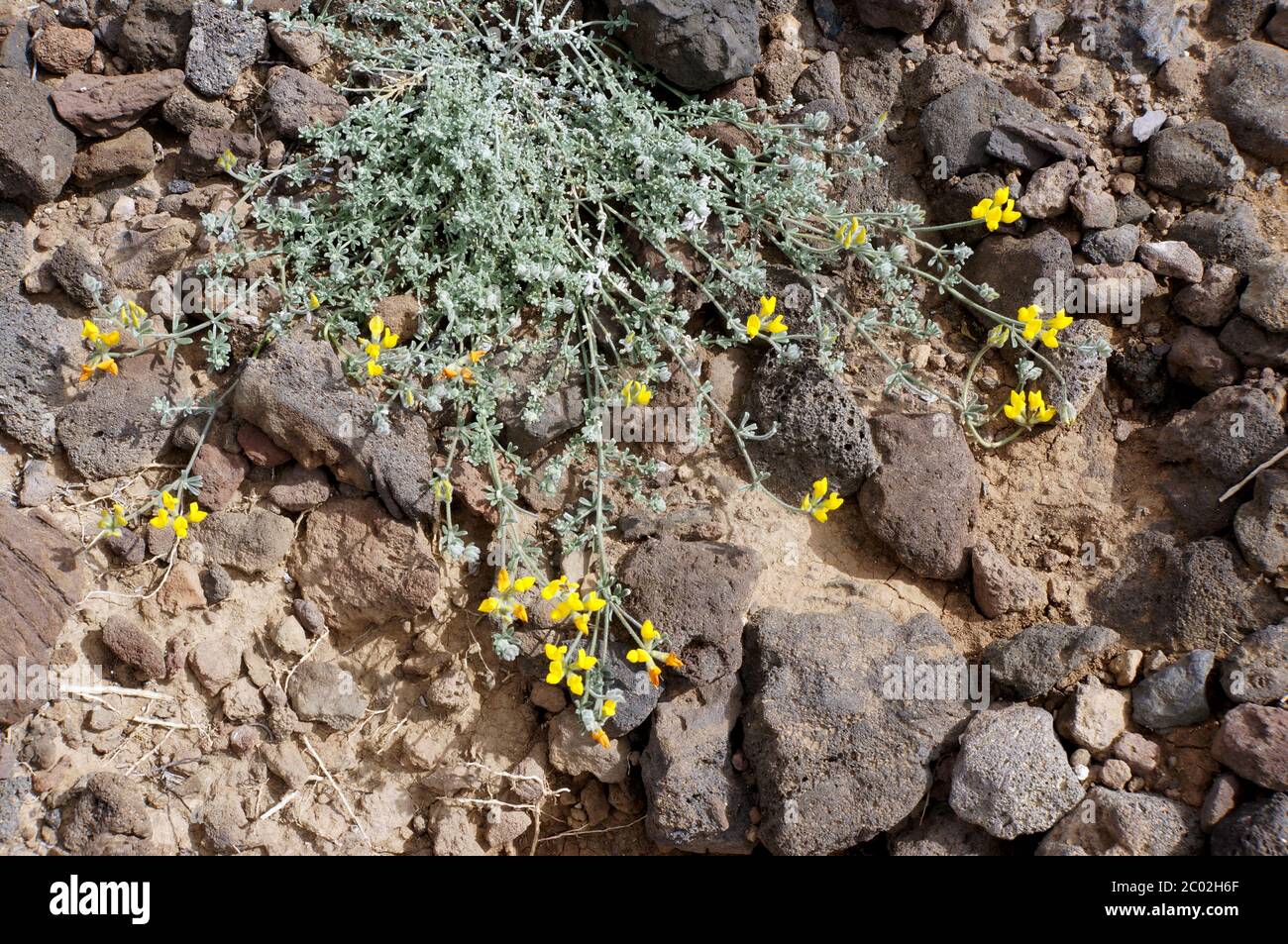 sitting petalled clover - Lotus sessilifolius Stock Photo - Alamy
