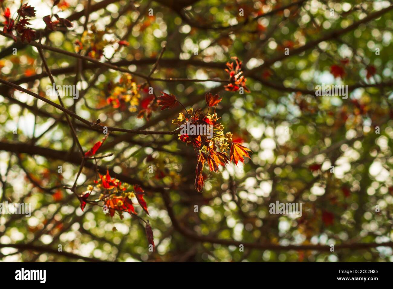 Flowering tree branches background. Focus on foreground Stock Photo - Alamy