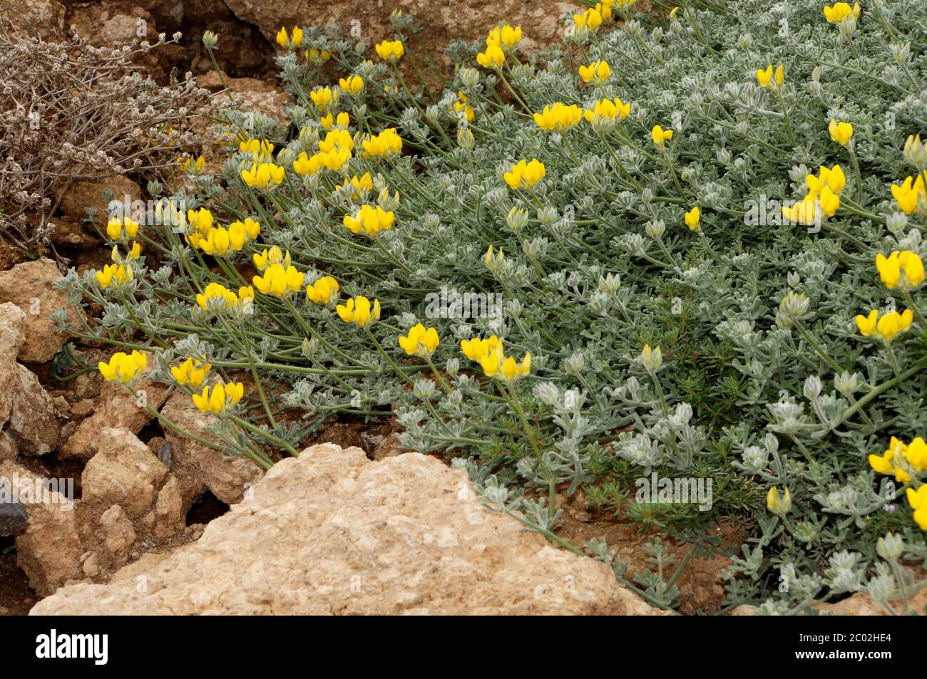 sitting petalled clover - Lotus sessilifolius Stock Photo - Alamy