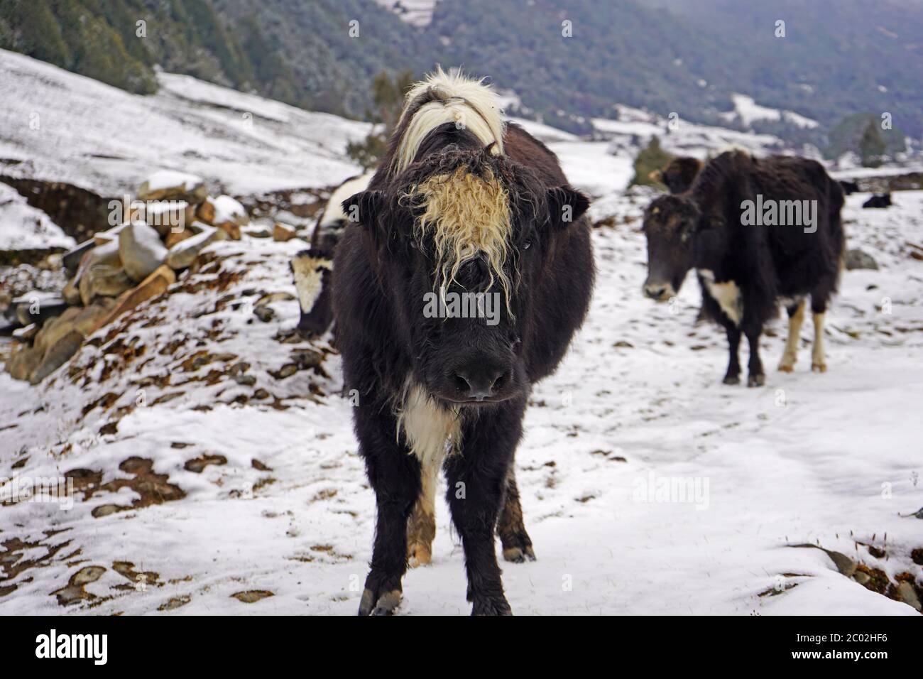 Yak in the snow hi-res stock photography and images - Alamy