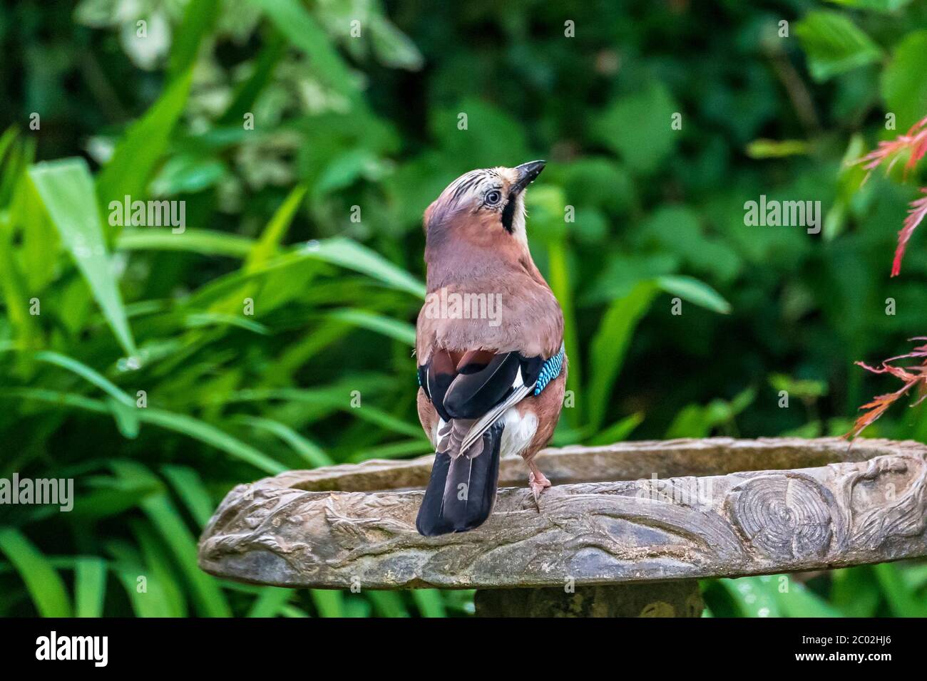 Common Jay at a birdbath Stock Photo - Alamy