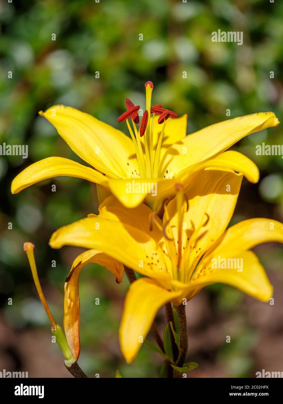 Detail of flowering yellow lily Stock Photo - Alamy