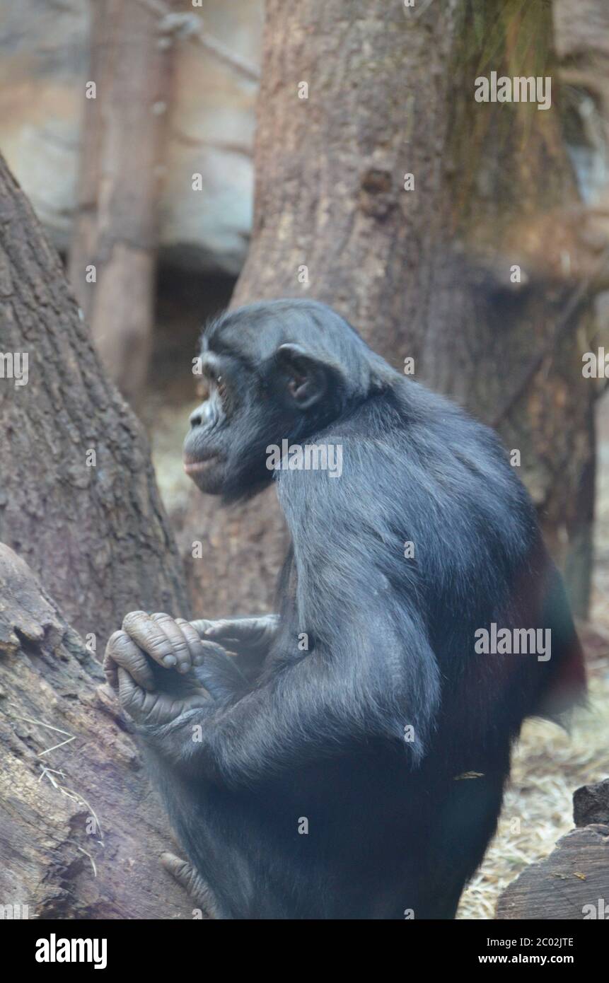 Bonobo (Pan paniscus), zoo of Frankfurt Stock Photo - Alamy