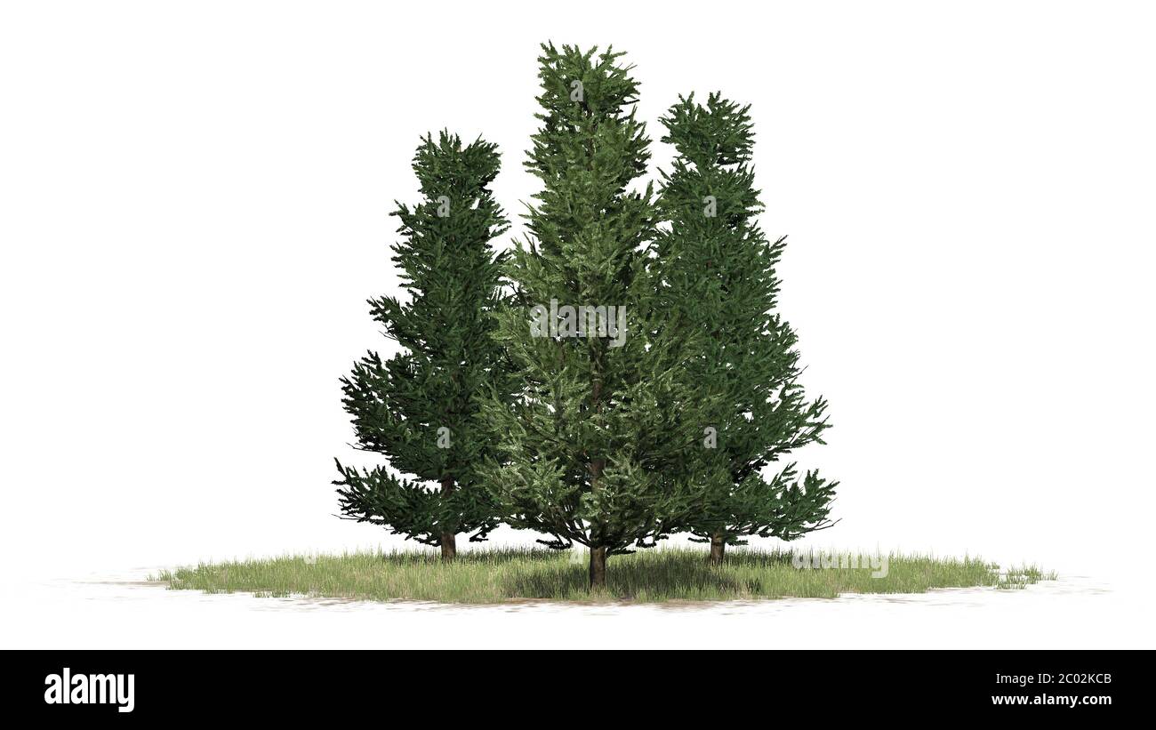 different Fraser Fir trees - isolated on white background Stock Photo ...
