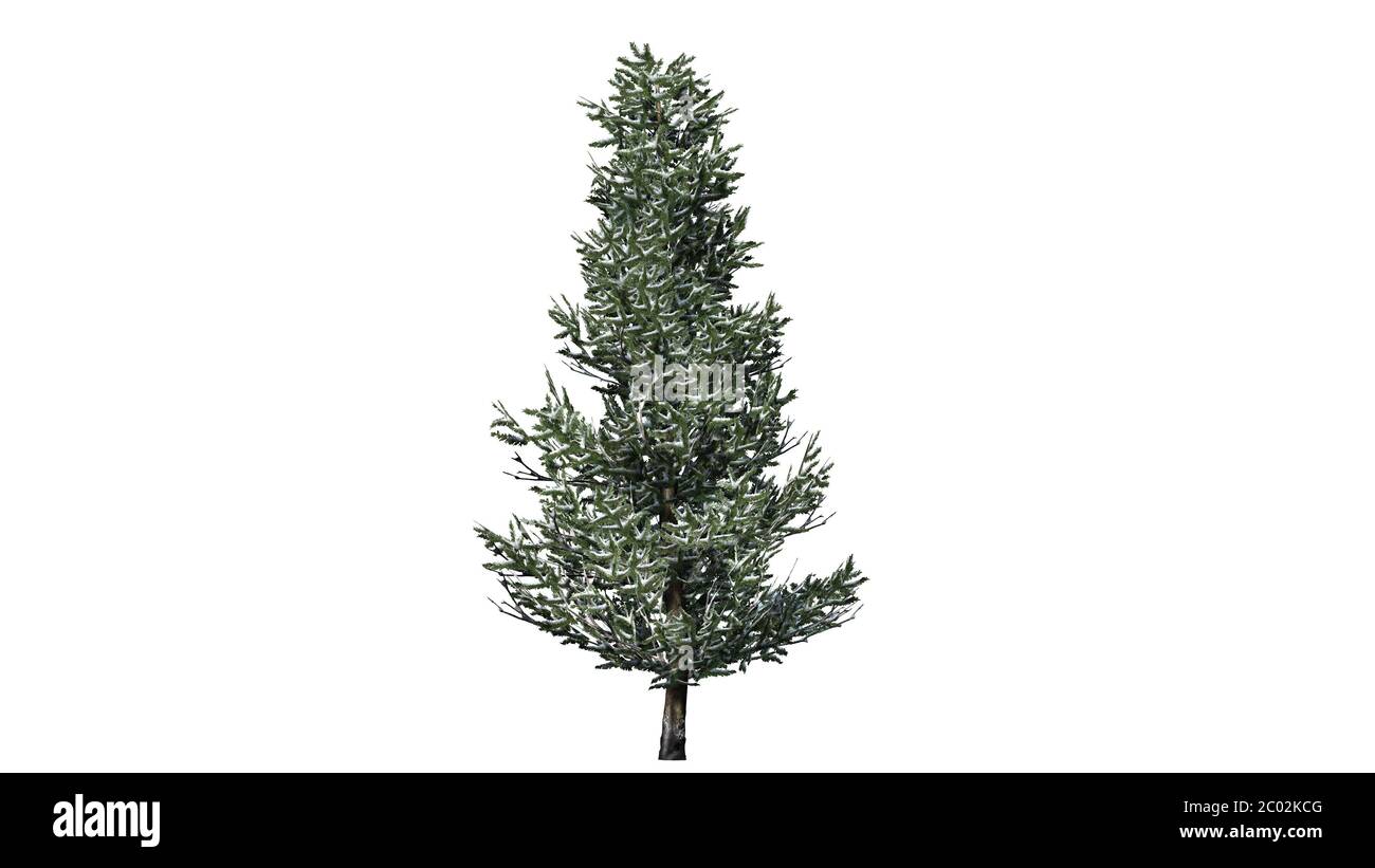 Fraser fir tree hi-res stock photography and images - Alamy