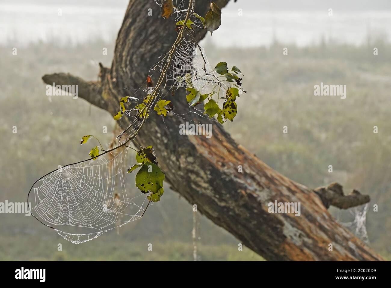 Spider webs winter hi-res stock photography and images - Alamy
