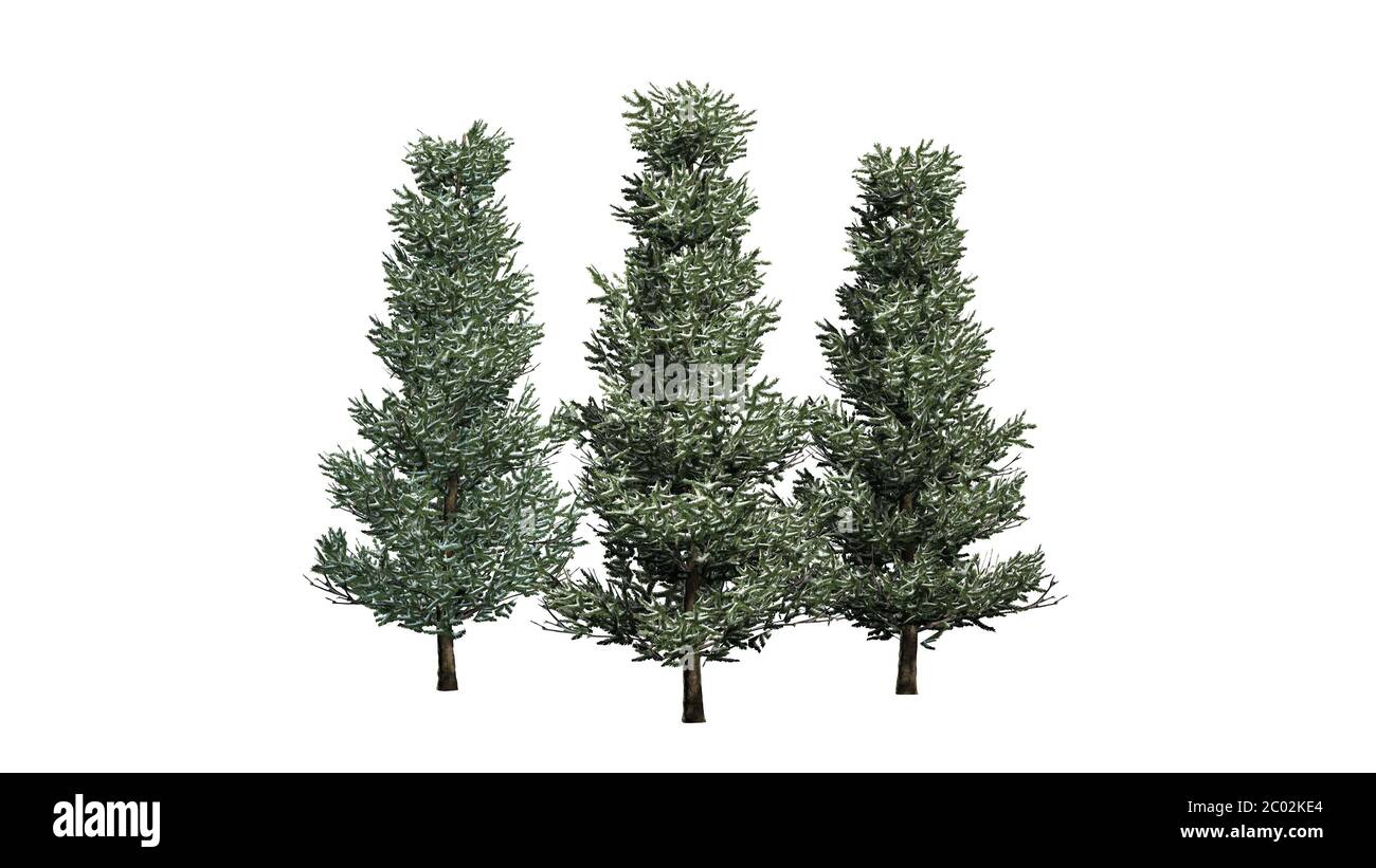 different Fraser Fir trees in winter - isolated on white background ...