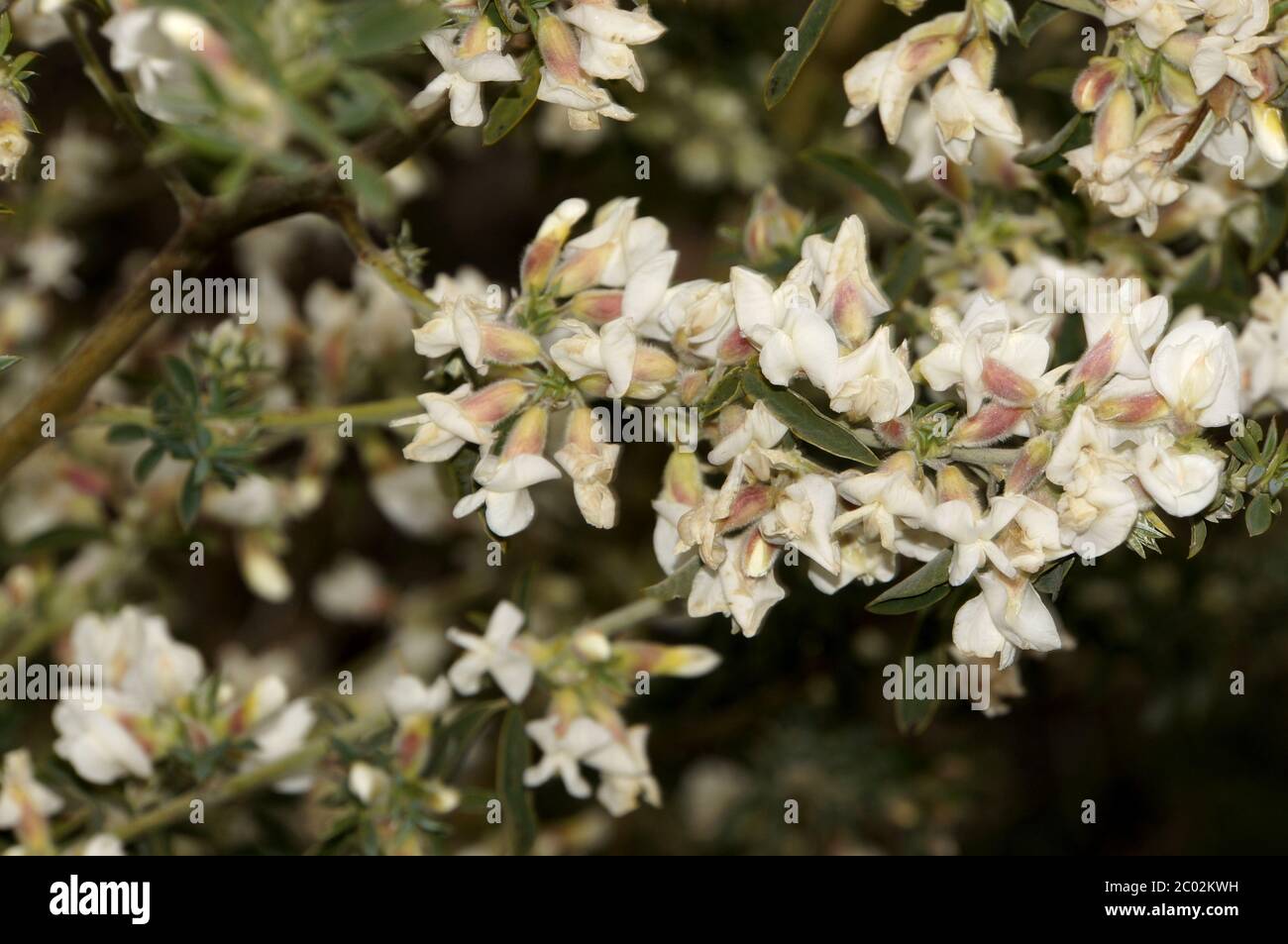 Dwarf broom hi-res stock photography and images - Alamy