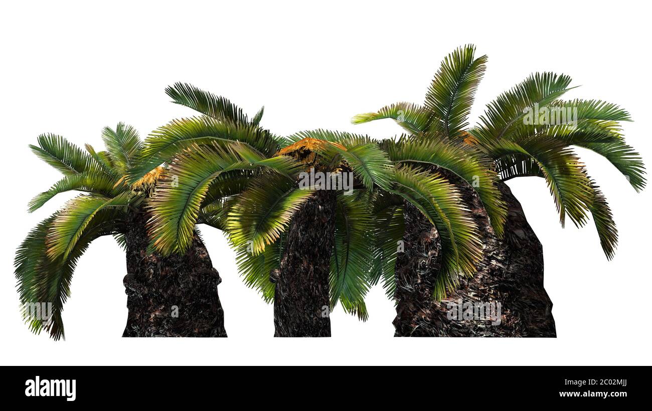 Beautiful palm trees decor Cut Out Stock Images & Pictures - Alamy