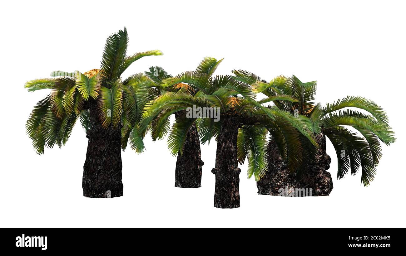 Beautiful palm trees decor Cut Out Stock Images & Pictures - Alamy