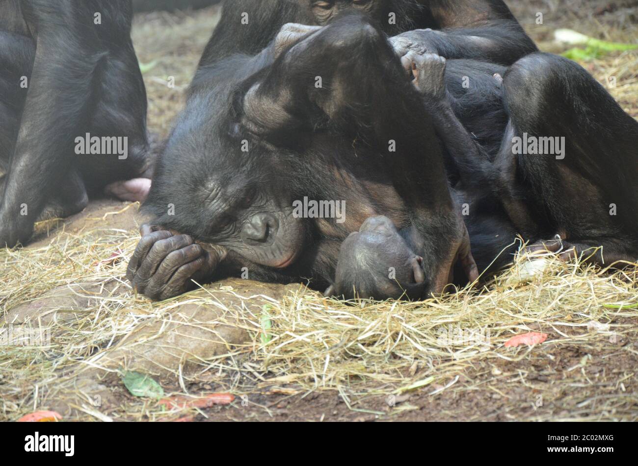 Bonobo (Pan paniscus), zoo of Frankfurt Stock Photo - Alamy