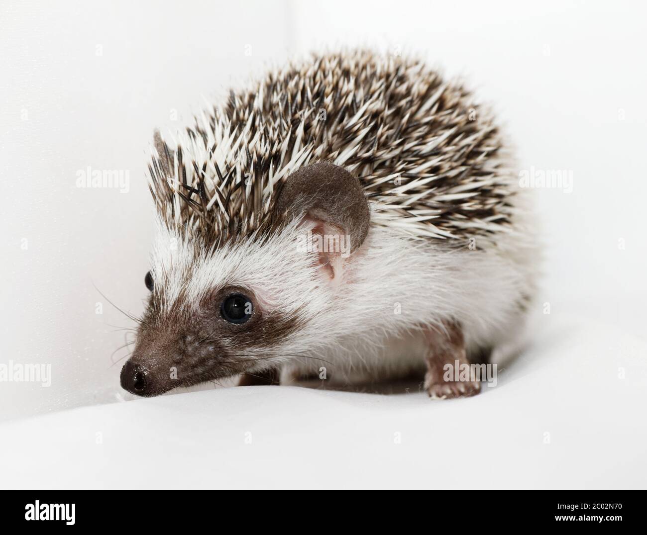 A cute little hedgehog - ( African white- bellied hedgehog Stock Photo ...