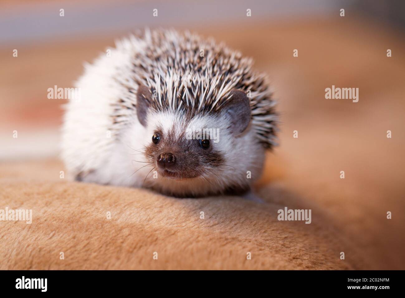 A cute little hedgehog - ( African white- bellied hedgehog Stock Photo ...