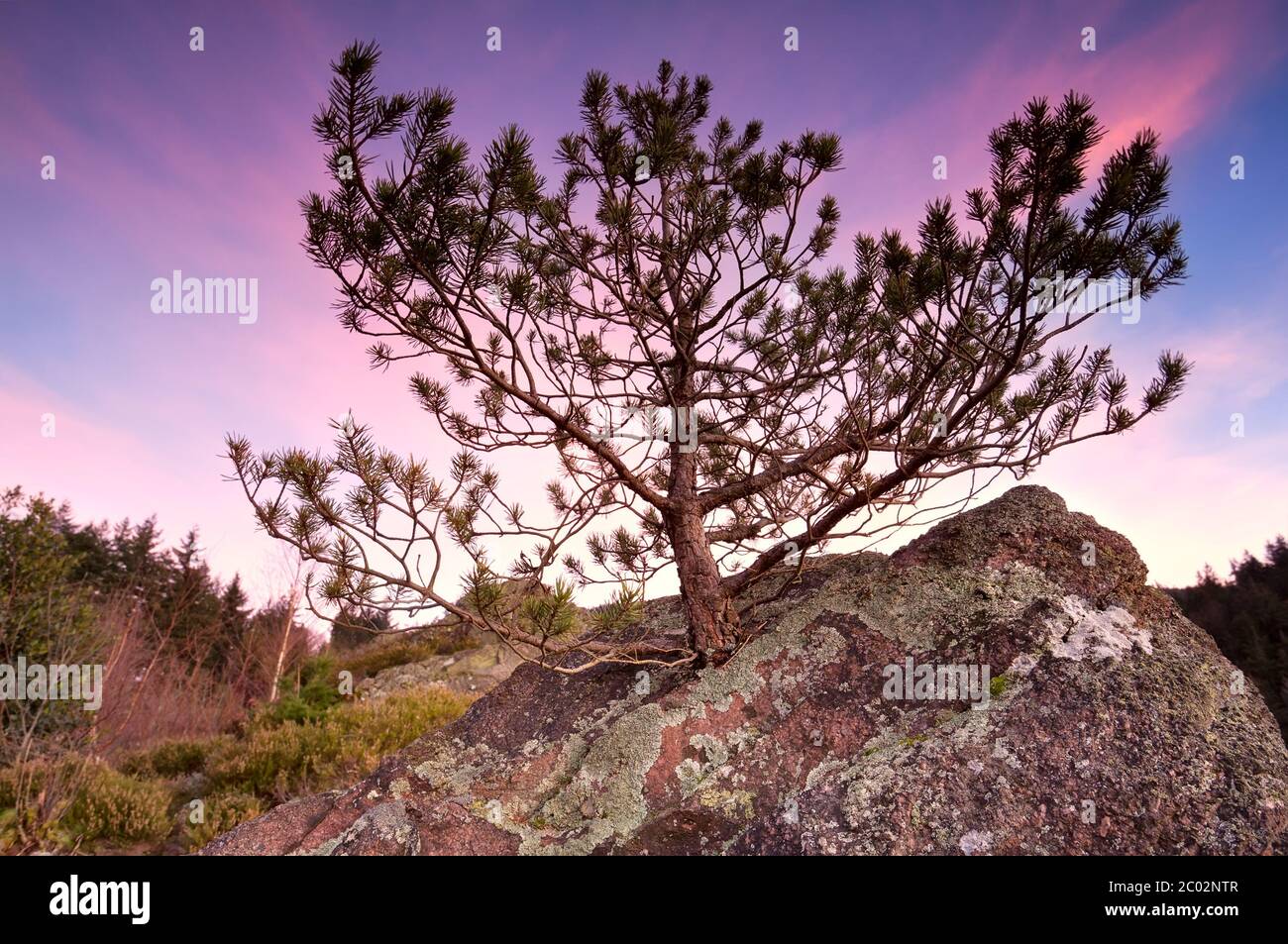 little pine tree on stone rock Stock Photo - Alamy