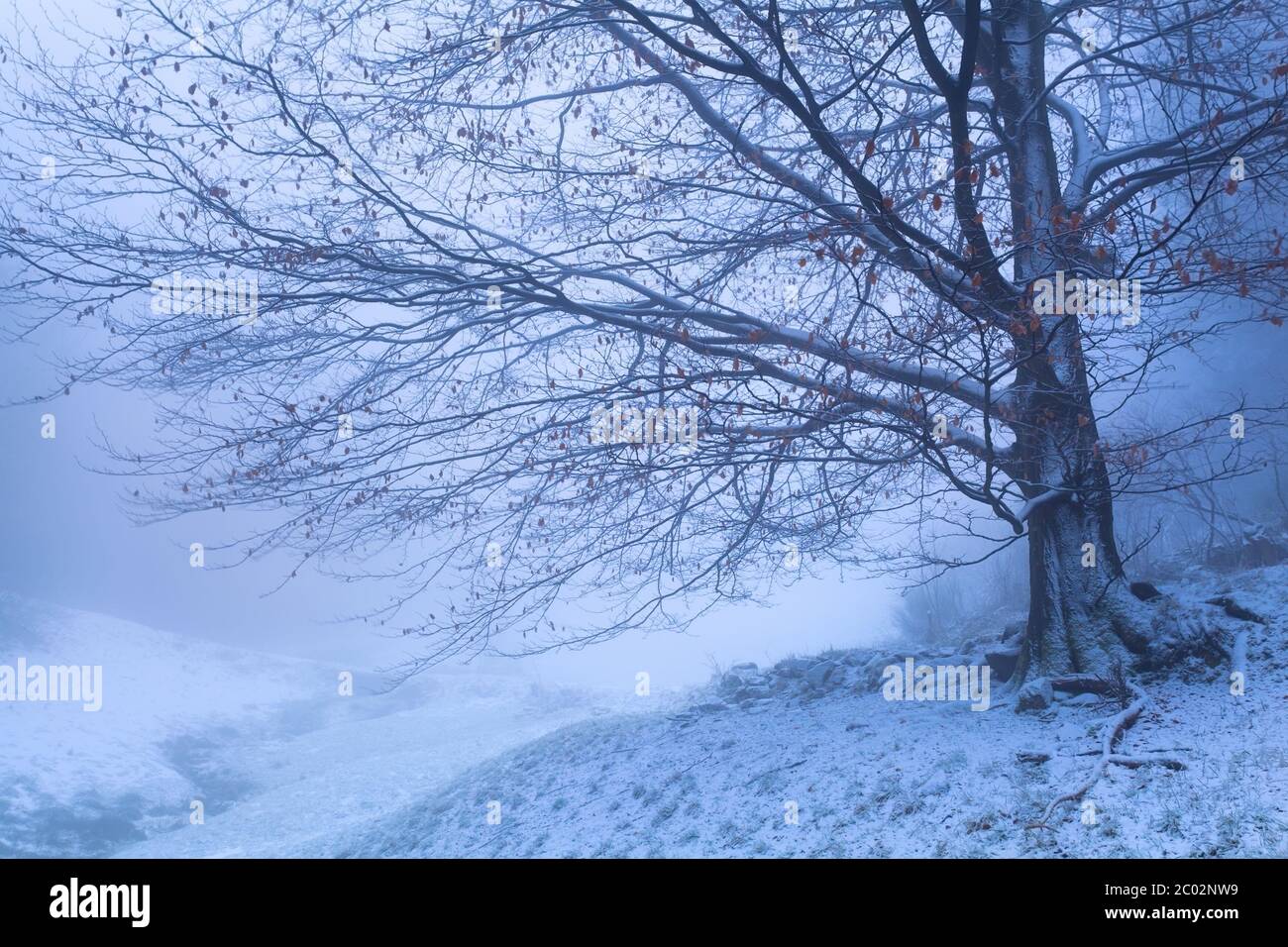Beech tree in winter hi-res stock photography and images - Alamy