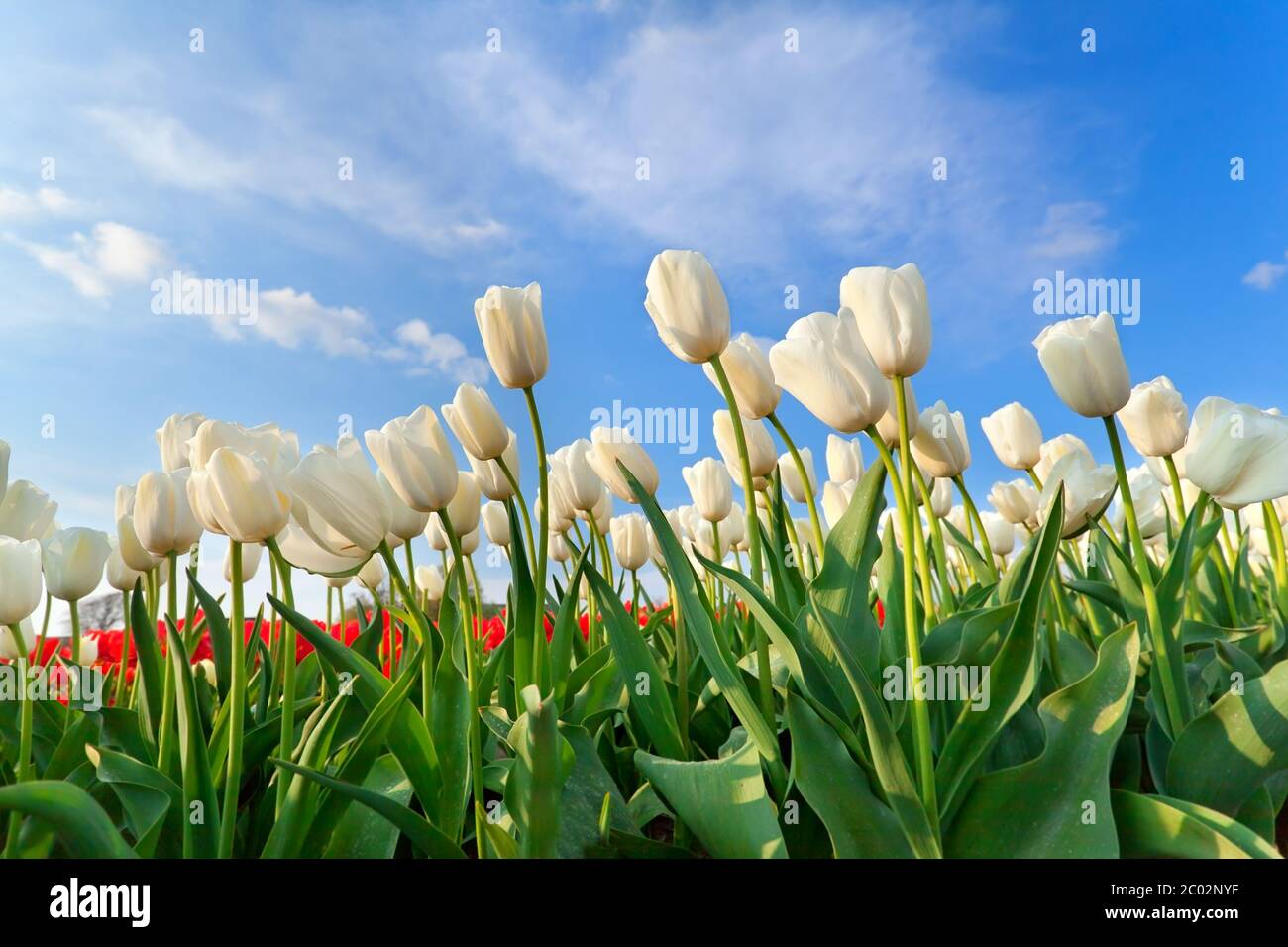 Bright sunshine over tulip hi-res stock photography and images - Alamy