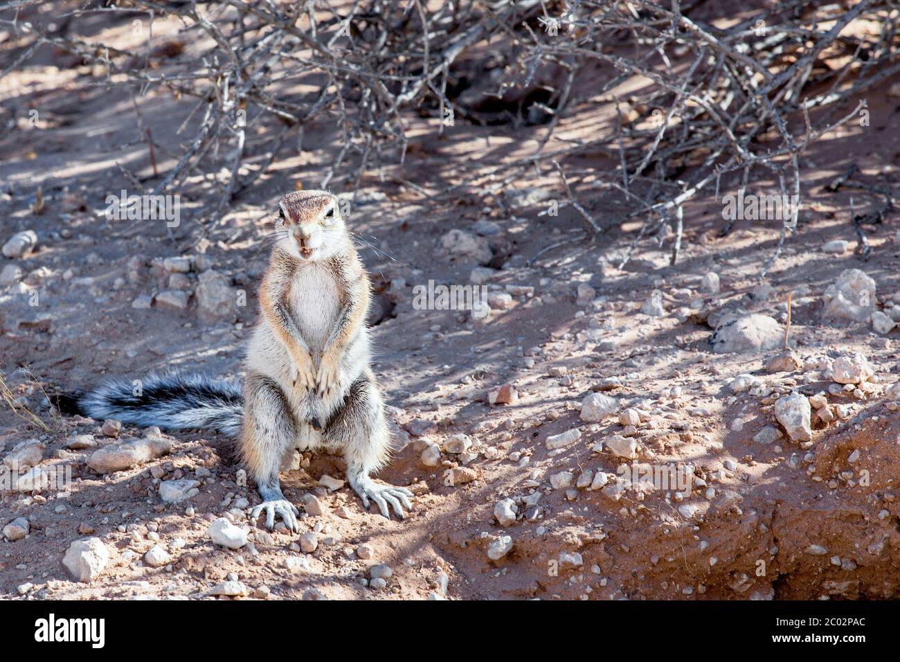 South African ground squirrel Xerus inauris Stock Photo - Alamy