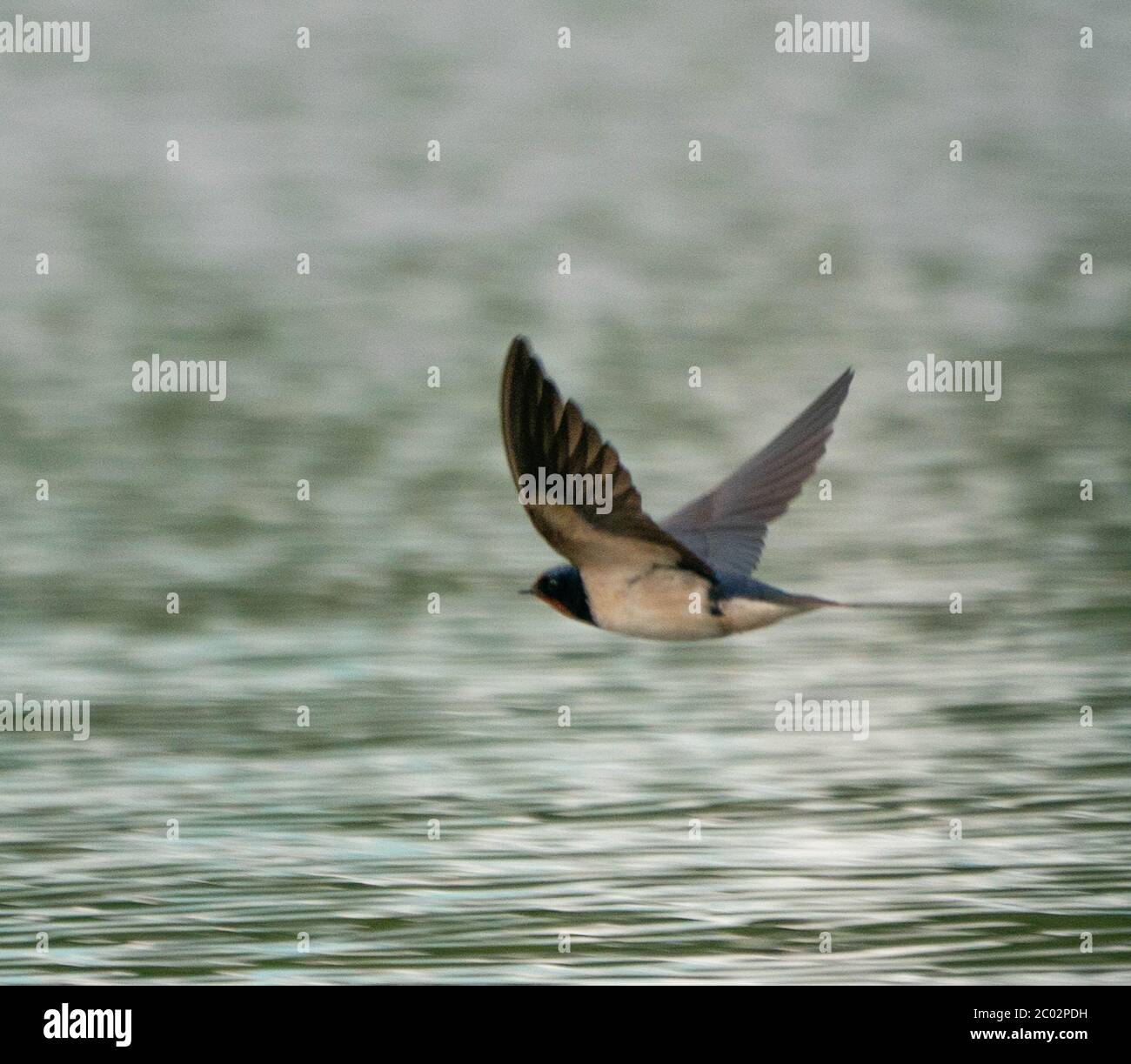 Catching fast flying birds hi-res stock photography and images - Alamy